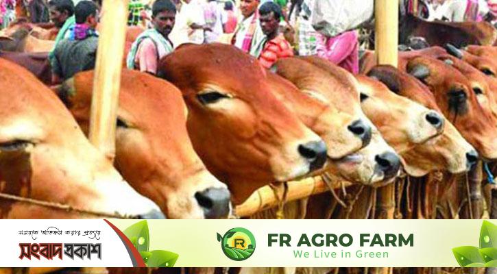 কোরবানির সঠিক পশু যেভাবে চিনবেন